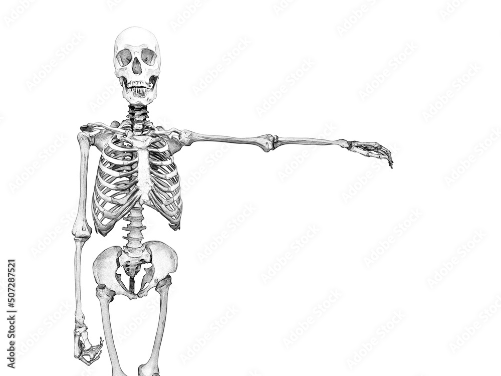 black and white drawing of a human skeleton on a white background Stock ...
