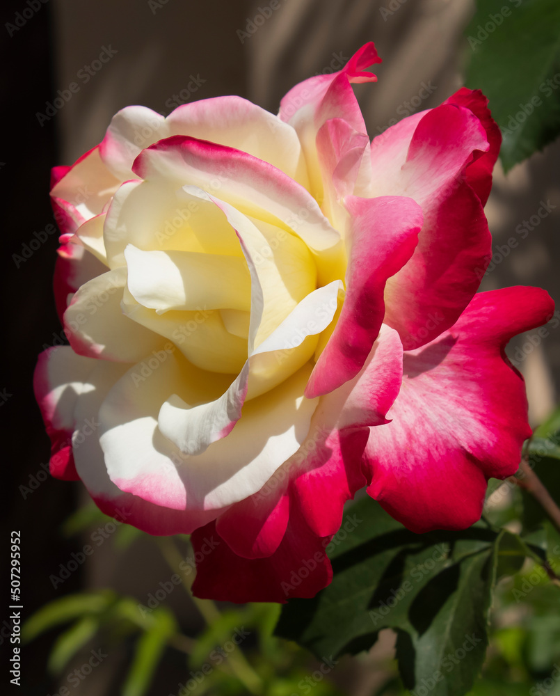 Bicolor rose Double Delight in bloom. Fragrant flower blooming close-up ...