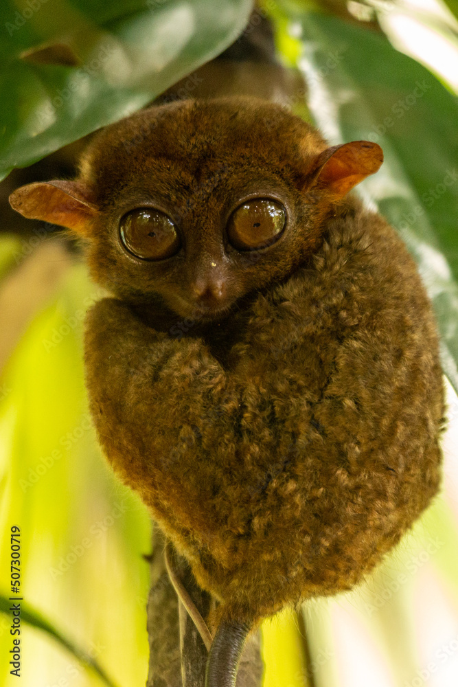 Tarsero fantasma (Tarsius tarsier) colgado de un árbol en la isla de ...