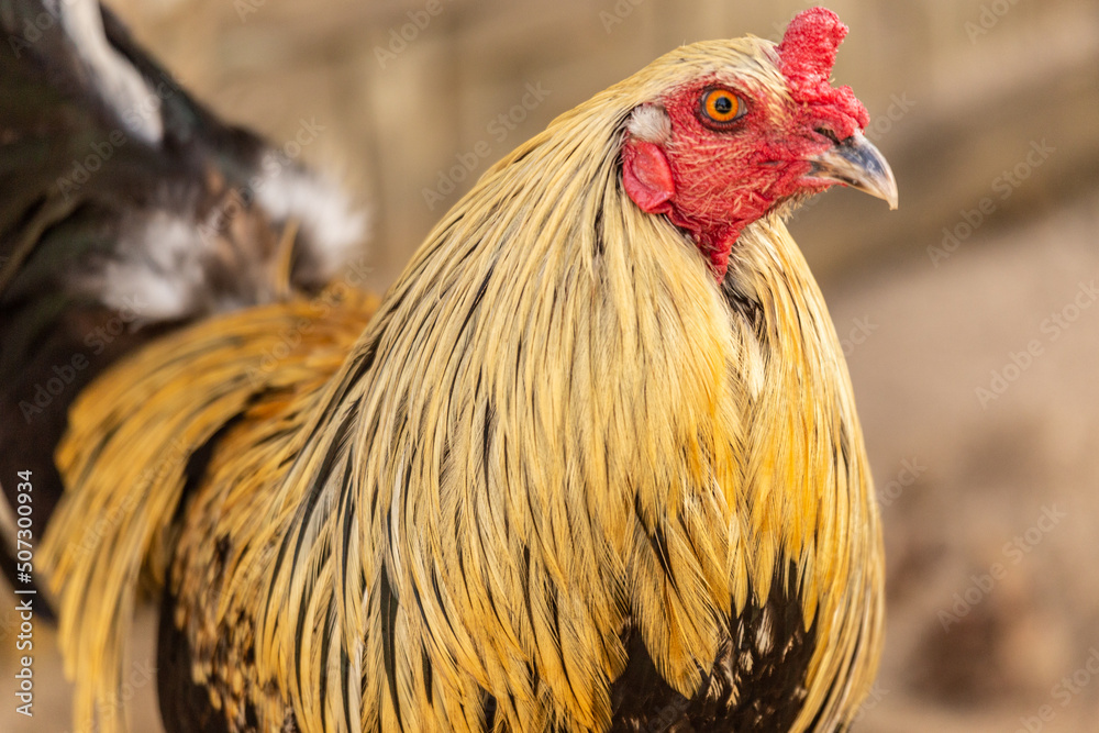 Gallo de pelea de Filipinas Stock Photo | Adobe Stock