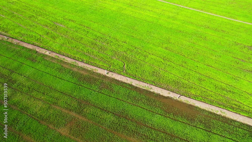 The sapling of the green rice plant. Video of fresh spring rice field ...