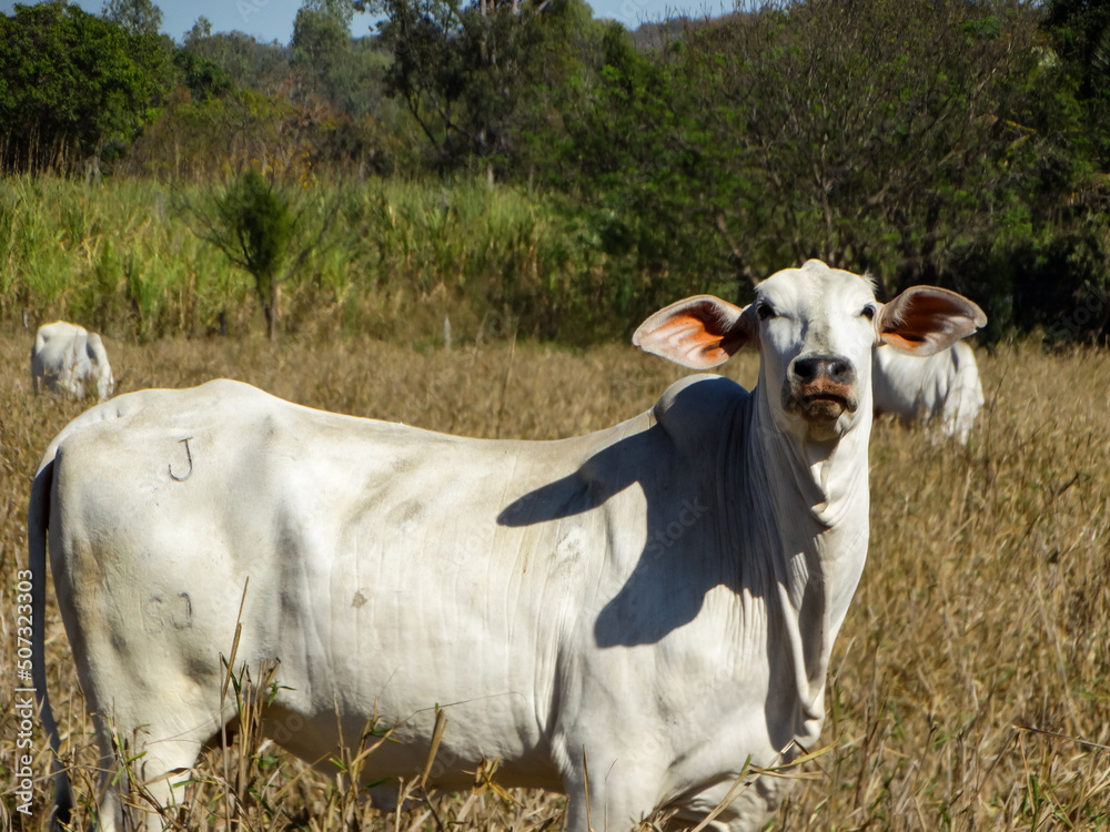 Vaca da raça nelore vista em fazenda localizada na região rural do ...