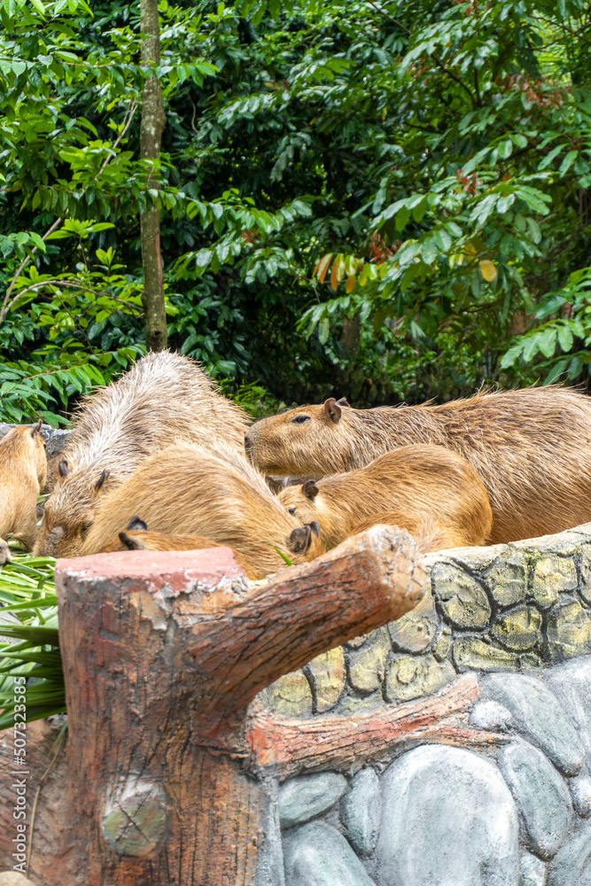 The capybara or greater capybara is a giant cavy rodent native to South ...