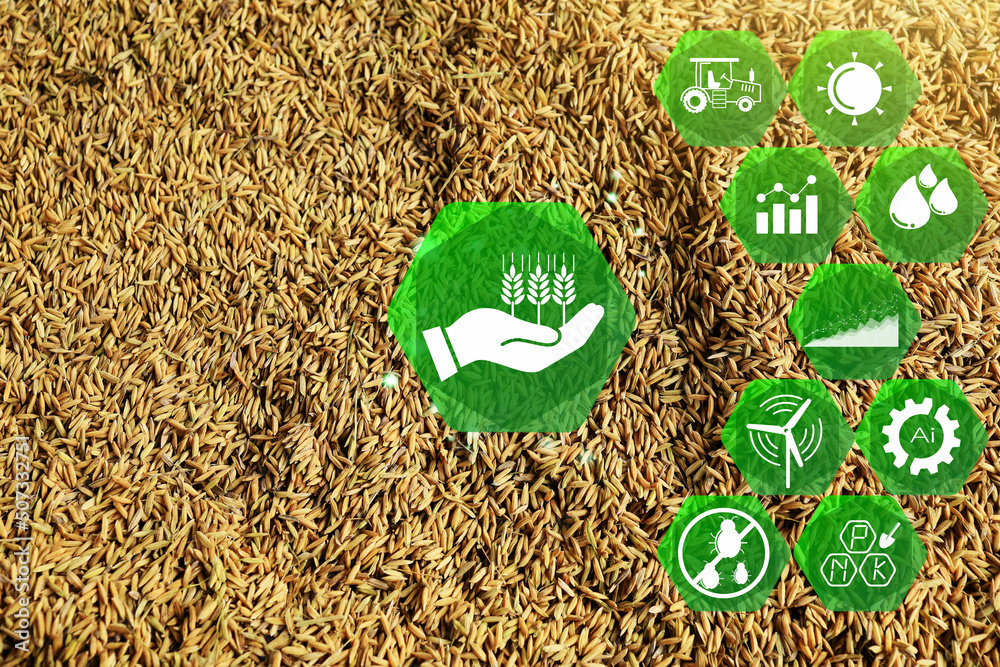 Paddy rice after harvset at the farm on the top view and the production ...