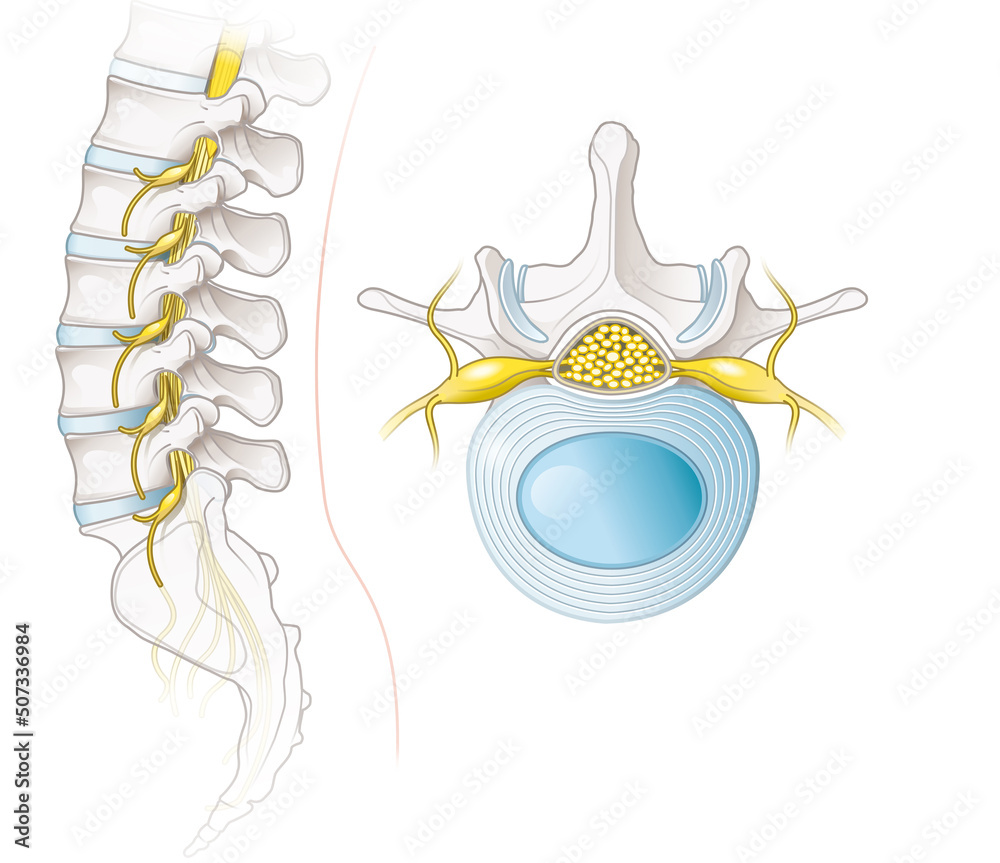 Lumbar spine and lumbar vertebra, labeled anatomical illustration Stock ...