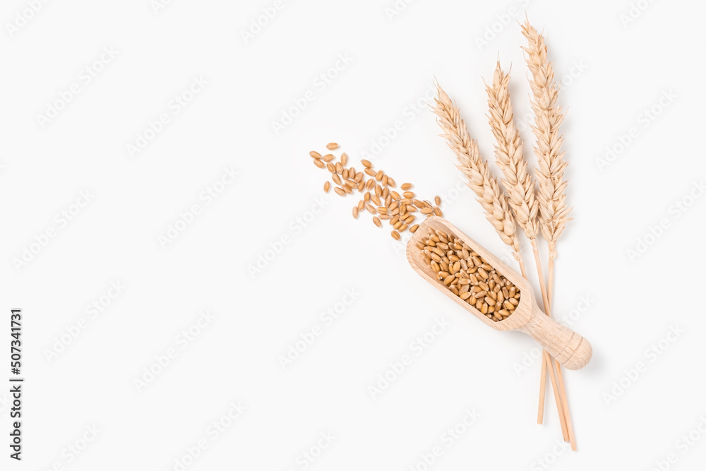 Wheat grain in wooden scoop and bundle of wheat spikes isolated on ...