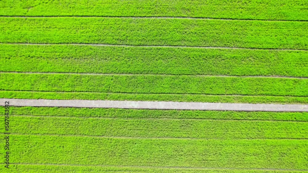 The sapling of the green rice plant. Video of fresh spring rice field ...