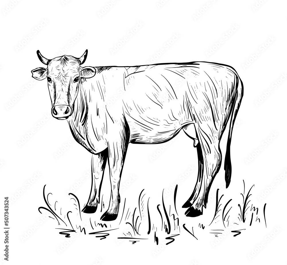 The cow is grazing in the meadow. Livestock. Sketch on white background ...