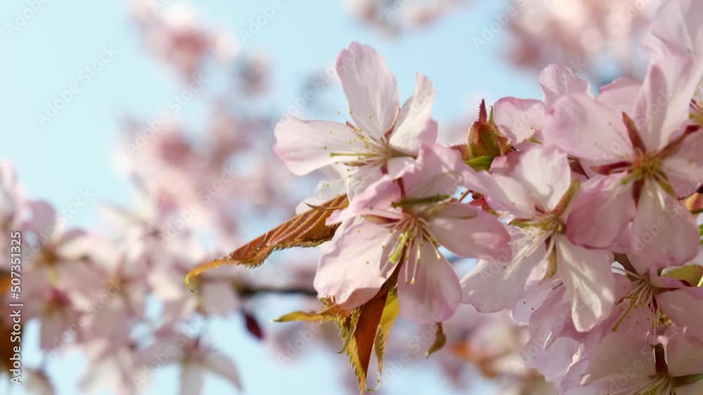 Vidéo Stock Beautiful cherry blossom tree in the sunlight with blue sky ...