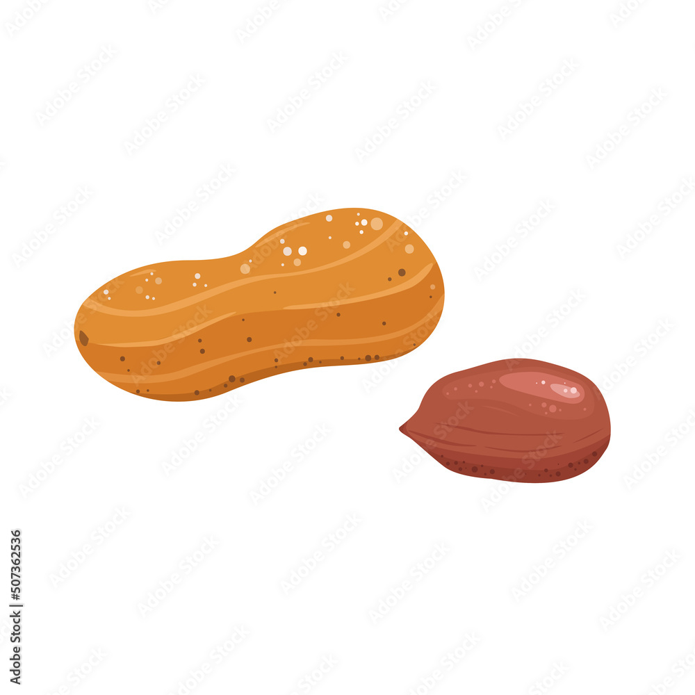 Peanuts in the shell and without. Peanuts illustration. Useful natural ...