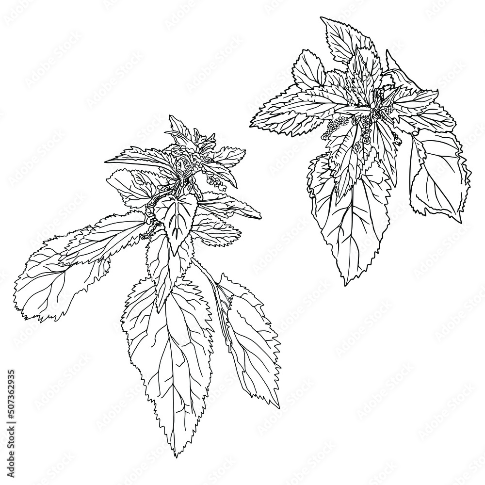 Nettle isolated illustration on white background. Nettle leaves for ...