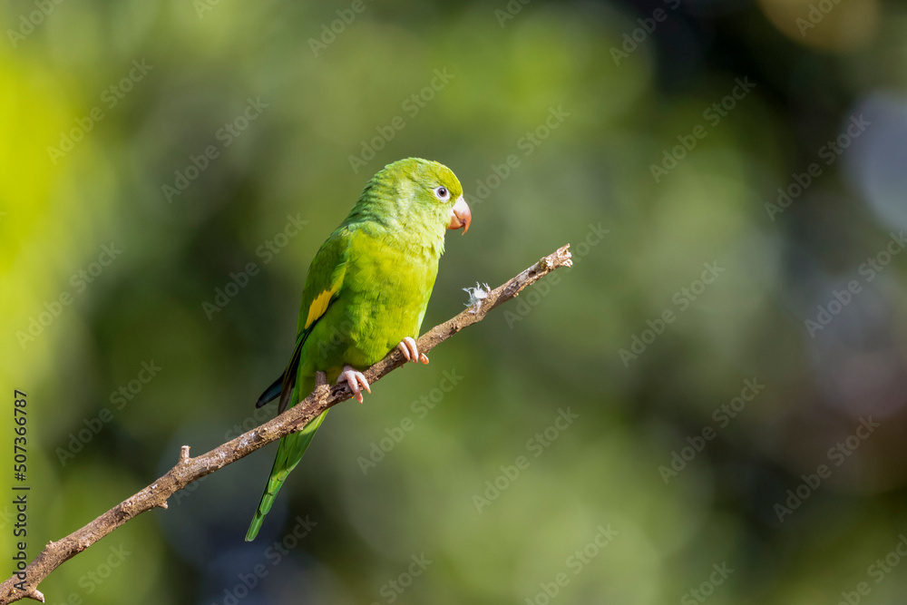 A Plain Parakeet perched on branch. Species Brotogeris chiriri. It is a ...