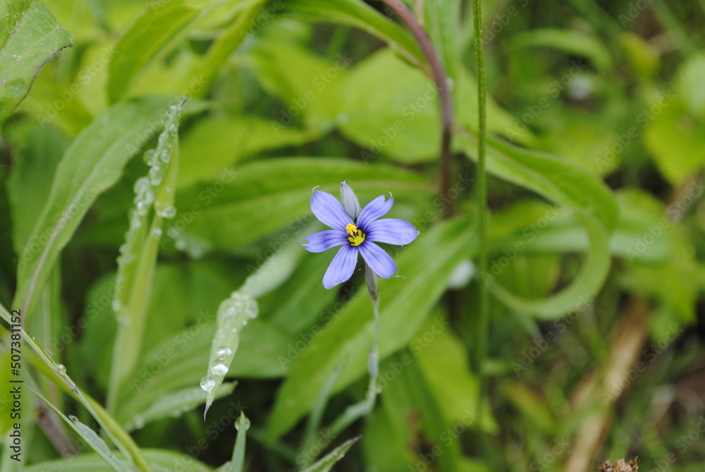 Purple blue flower of the blue-eyed grass plant (Sisyrinchium ...