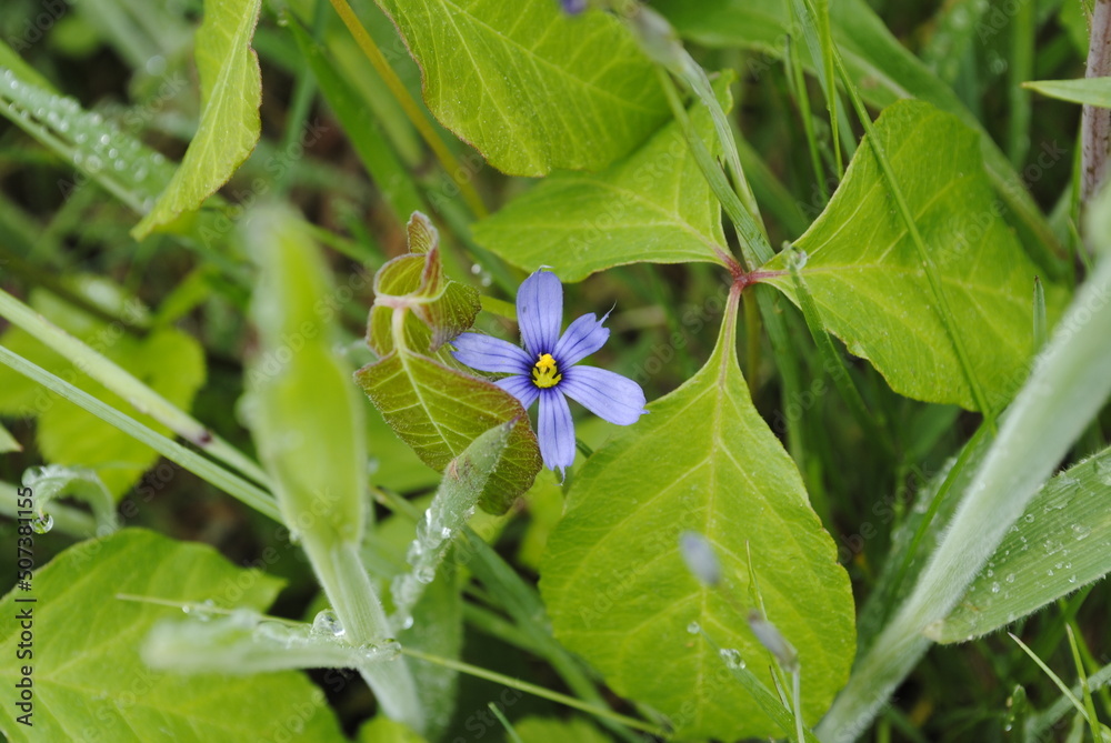 Purple blue flower of the blue-eyed grass plant (Sisyrinchium ...