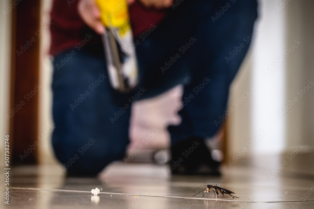 cockroach being killed with aerosol poison, cockroaches on the floor ...