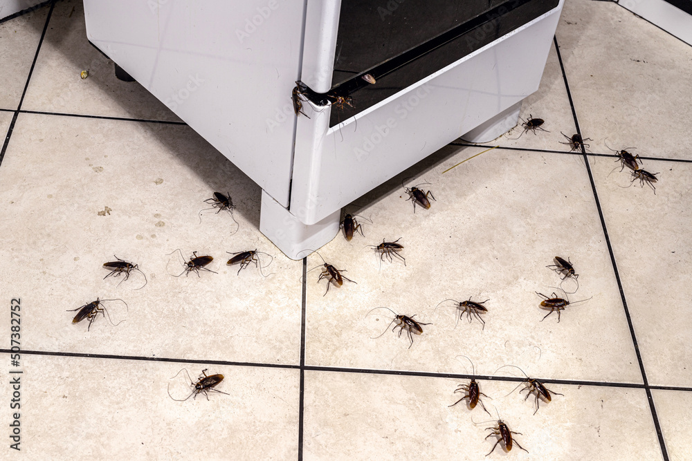 Cockroach Infestation