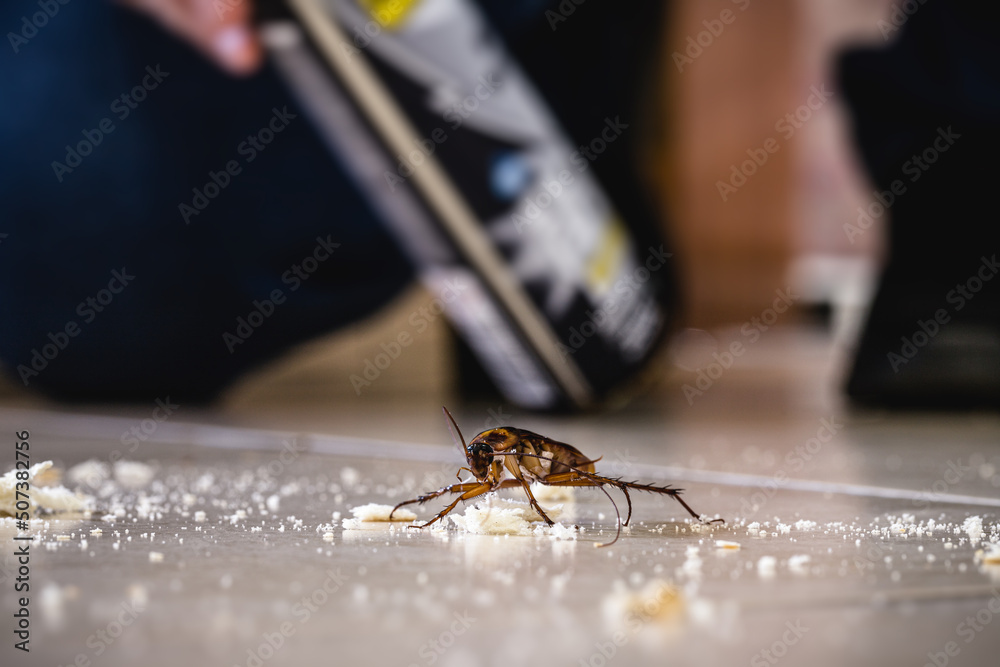 dirty cockroach walking on the floor eating crumbs of garbage ...