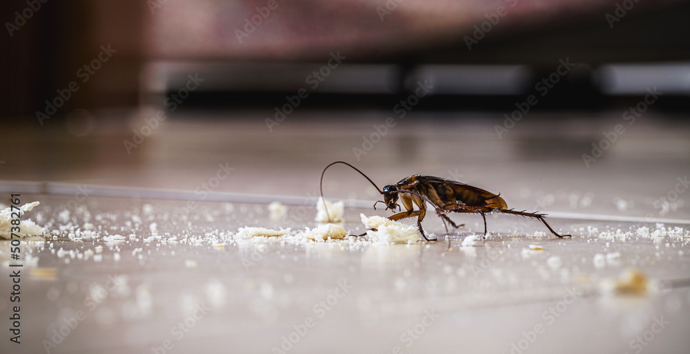 dirty cockroach walking on the floor eating crumbs of garbage ...