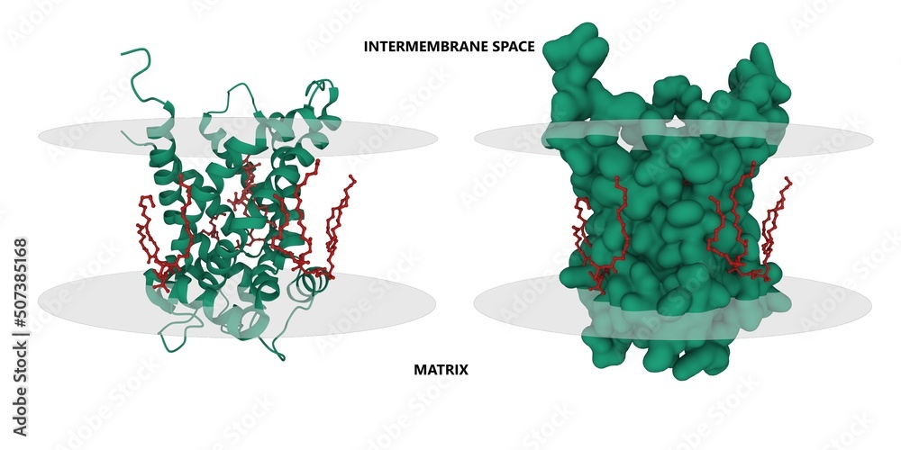 Structure of the bovine mitochondrial ADP-ATP carrier (translocase 1 ...