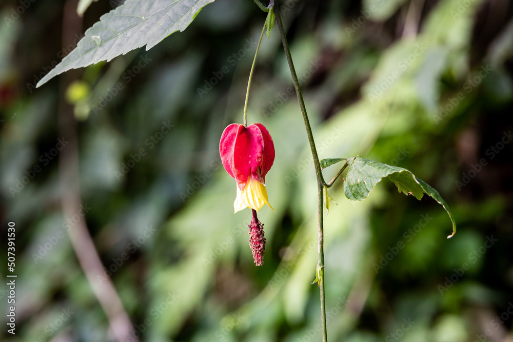 Red and yellow flowers of a shrub called Abutilon megapotamicum or ...