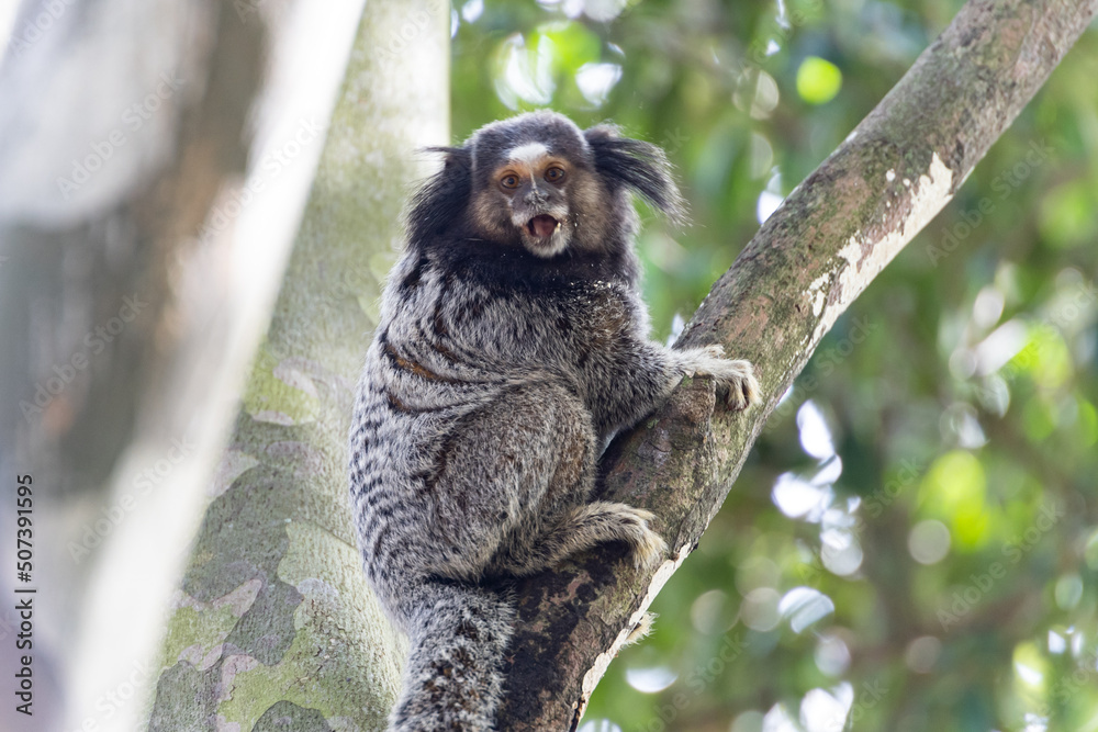 Foto de Wied’s marmoset (Callithrix kuhlii), also known as Wied’s black ...