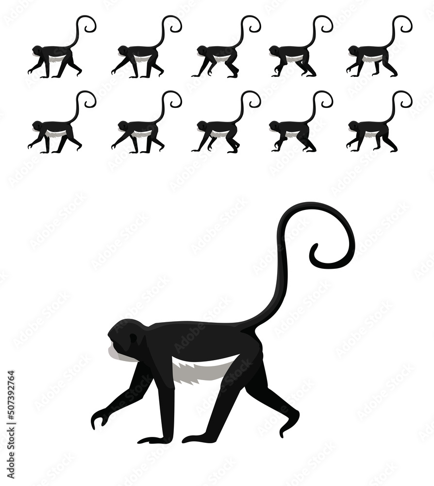 Animal Animation Primate Ape Spider Monkey Moves Frame Sequence Cute ...