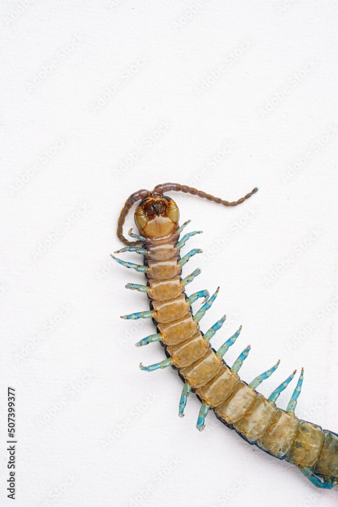 Detailed shot of blue legged centipede on it's back on white background ...