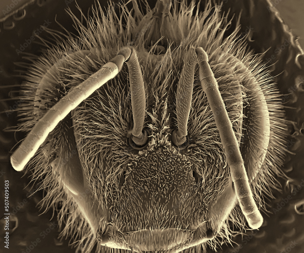 Bee. Head and eye. Electron microscope photos. Science Stock Photo ...