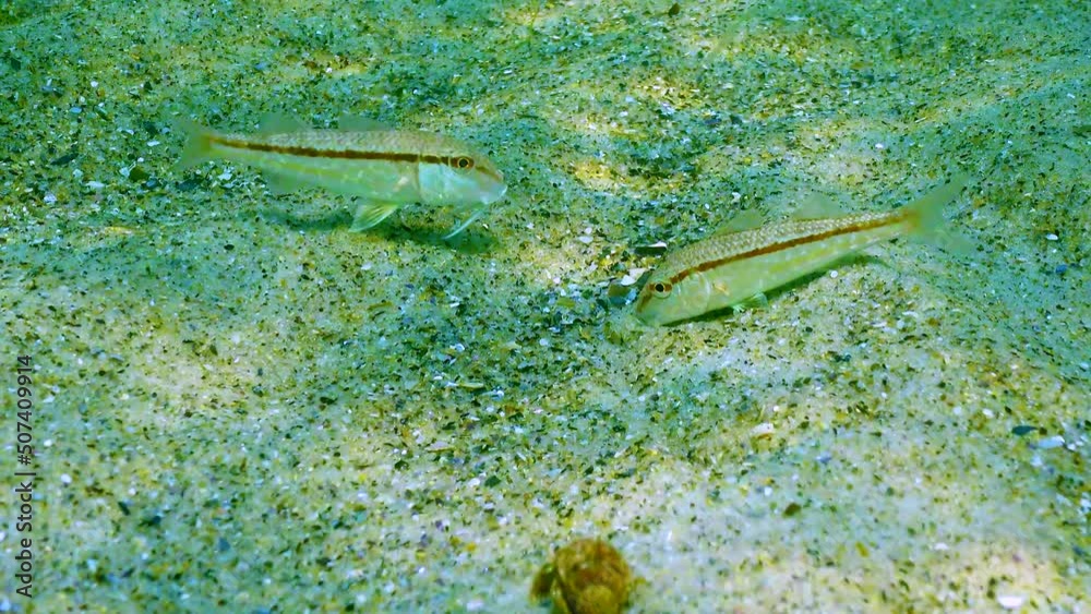 Red mullet (Mullus barbatus ponticus), young fish swim in thin water in ...