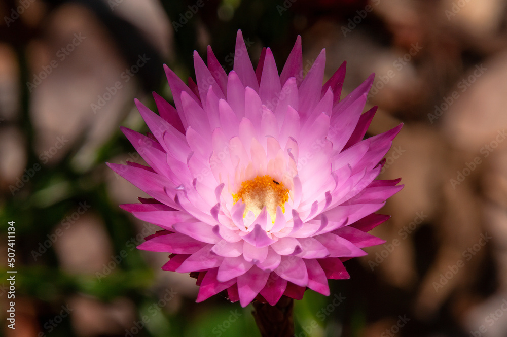 Sydney Australia, close-up of magenta flower of an edmondia pinifolia ...