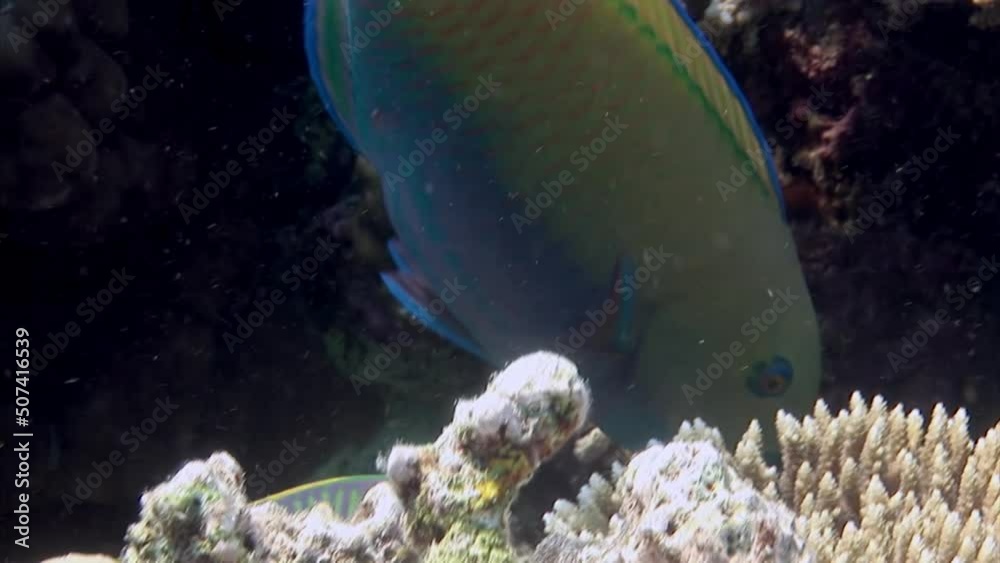 School of colorful coral fish on the blue background of the sea under ...
