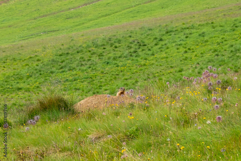 Marmot at his burrow in a alp meadow Stock Photo | Adobe Stock