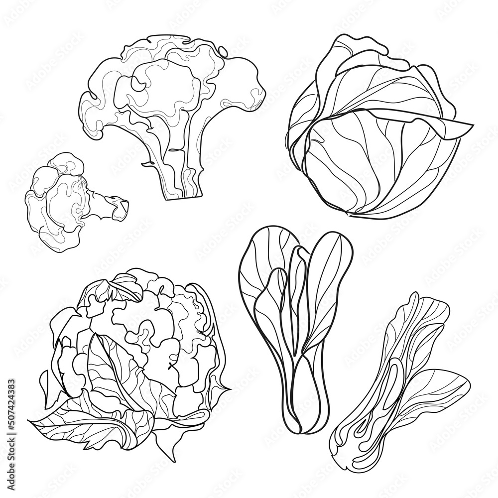 Line drawn set of types of cabbage Vector illustration.sketches ...
