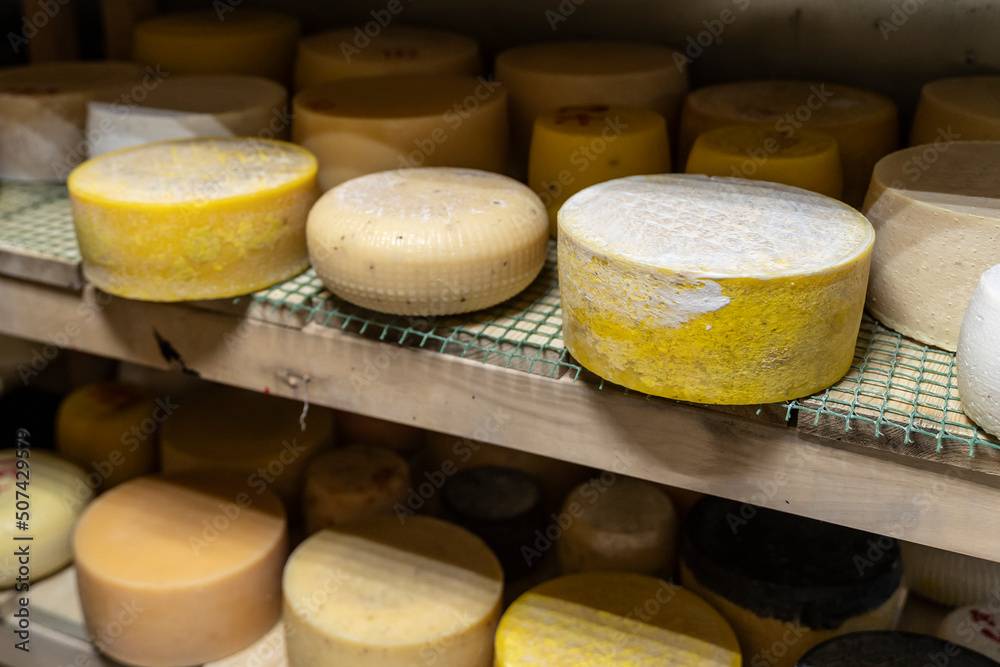 Farm cheese production. Cheese of different varieties on the shelves in ...