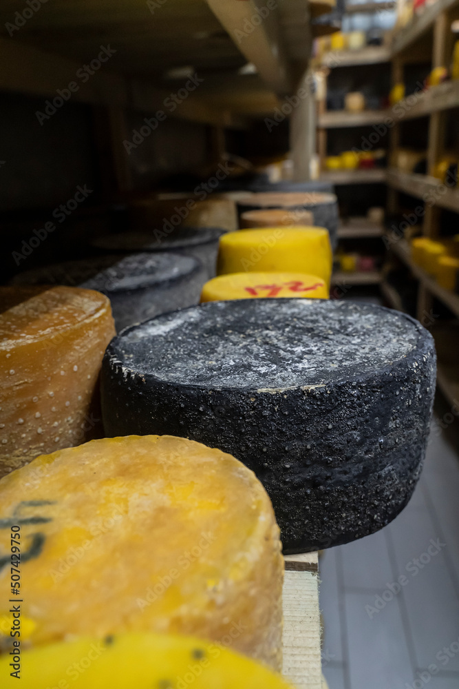 Farm cheese production. Cheese of different varieties on the shelves in ...