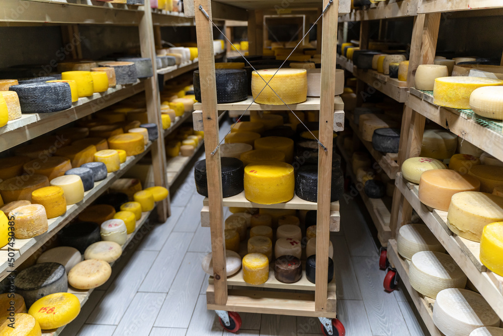 Farm cheese production. Cheese of different varieties on the shelves in ...