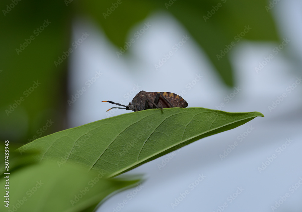Tropical insects colourful bugs and beetles from hot countries Asia ...