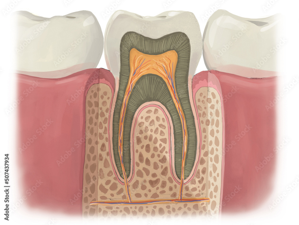Anatomy of Tooth, Structure of Tooth Stock Illustration | Adobe Stock