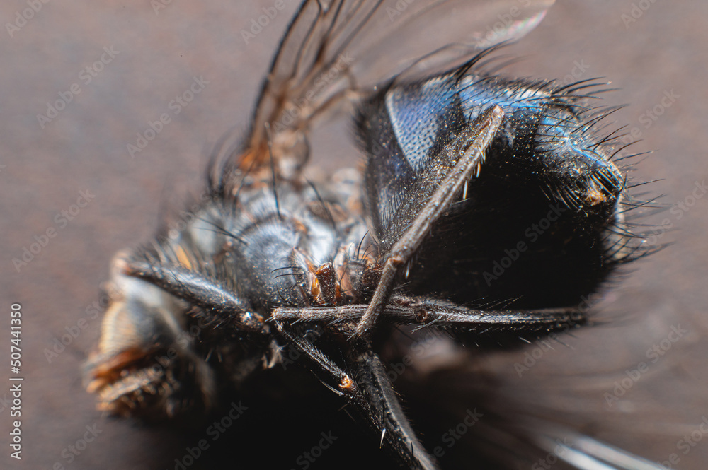 Extremely close-up of a dead fly covered with dust particles. Shallow ...