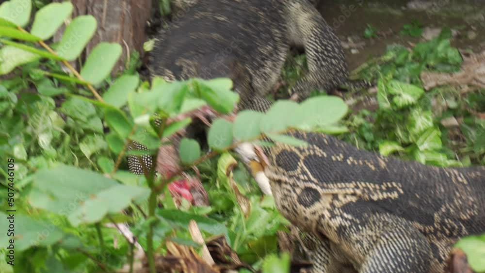 Water monitor eating, fighting and snatching each others for food ...