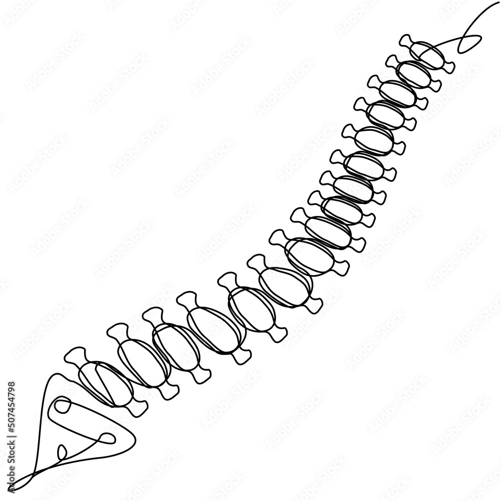 Human spine in one line on a white background. Stock medical ...