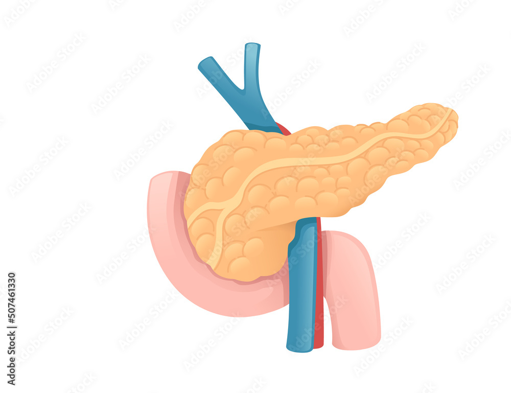 Clipart De Pancreas