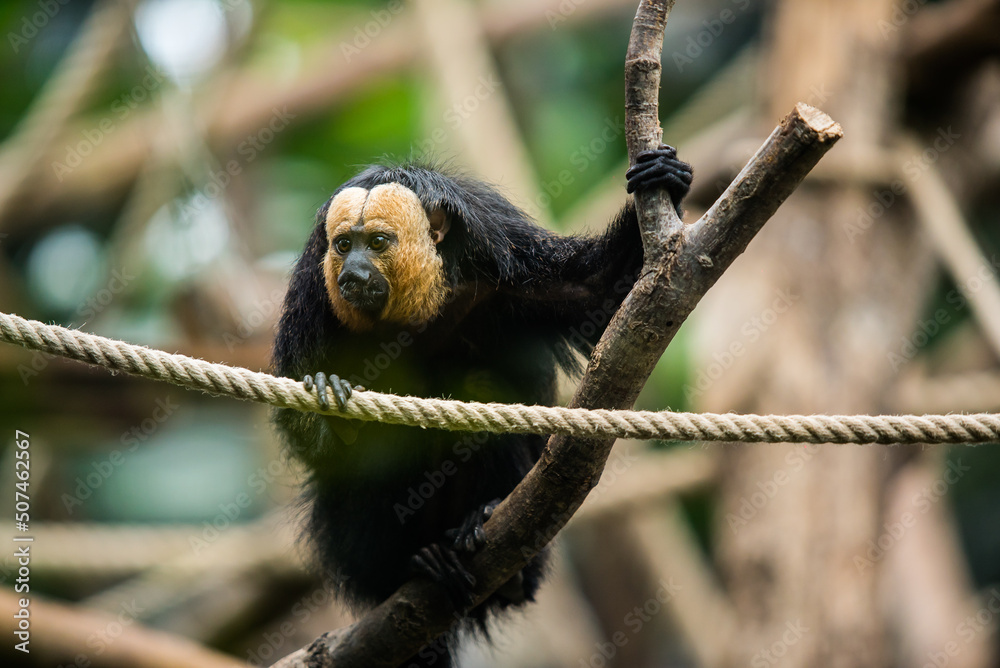White-faced Saki Monkey. White-faced Saki Monkey sitting in the ...