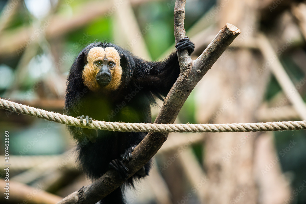 White-faced Saki Monkey. White-faced Saki Monkey sitting in the ...