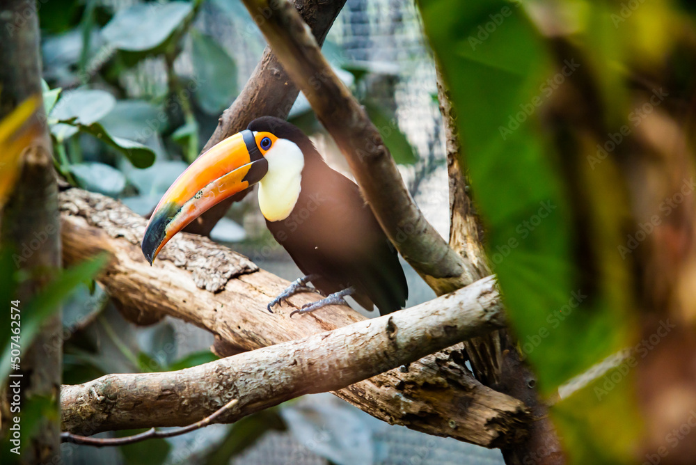 Toco toucan or Ramphastos toco sits on branch. Colorful tucan in the ...