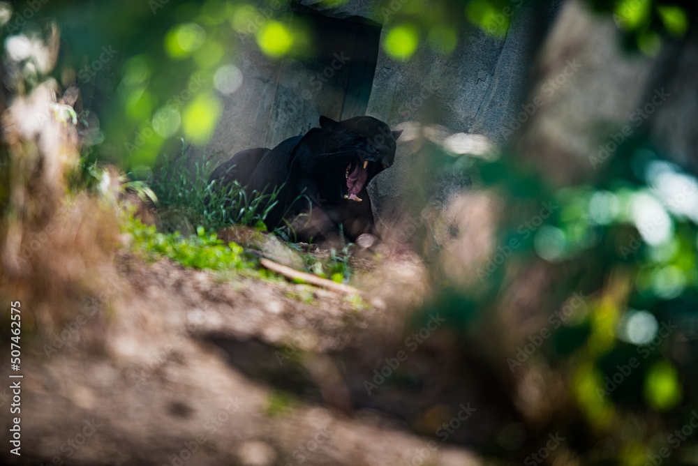 Foto de A black panther is the melanistic color variant of any big cat ...
