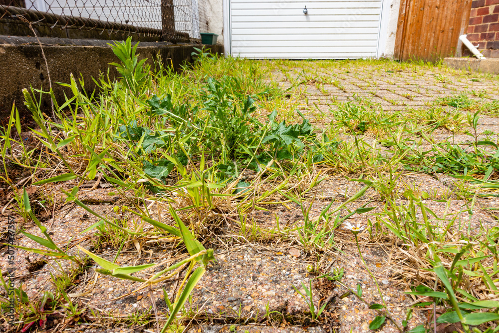 Weeds growing in cracks between pavers in a block paving driveway ...