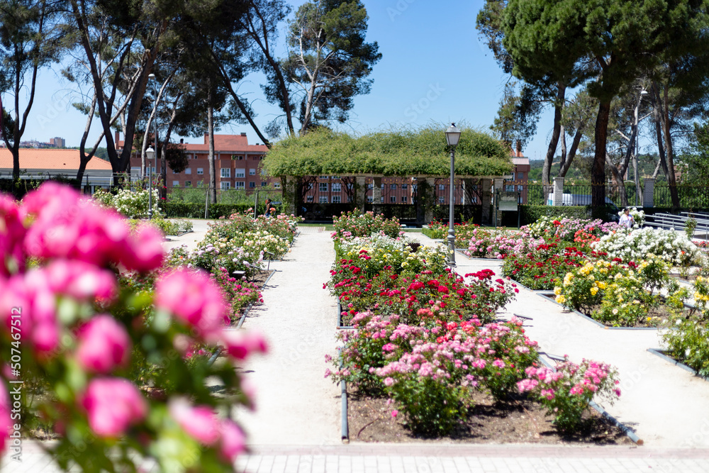 Flowers. Path full of flowers of different colors in the park of the ...