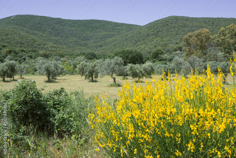 Tuscan rural landscape. Flowering broom bush and the field of olive ...
