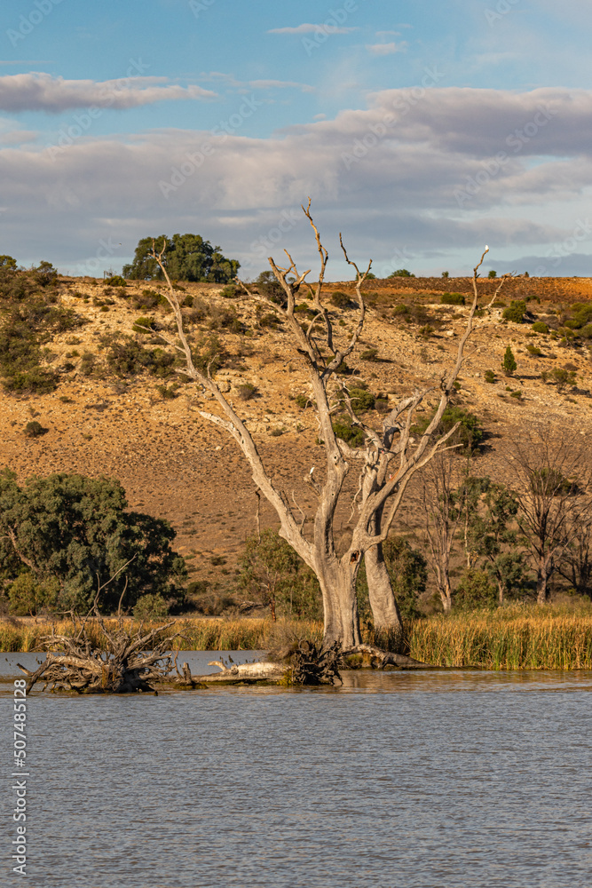 Foto de The Murray River in South Australia has many pristine ...